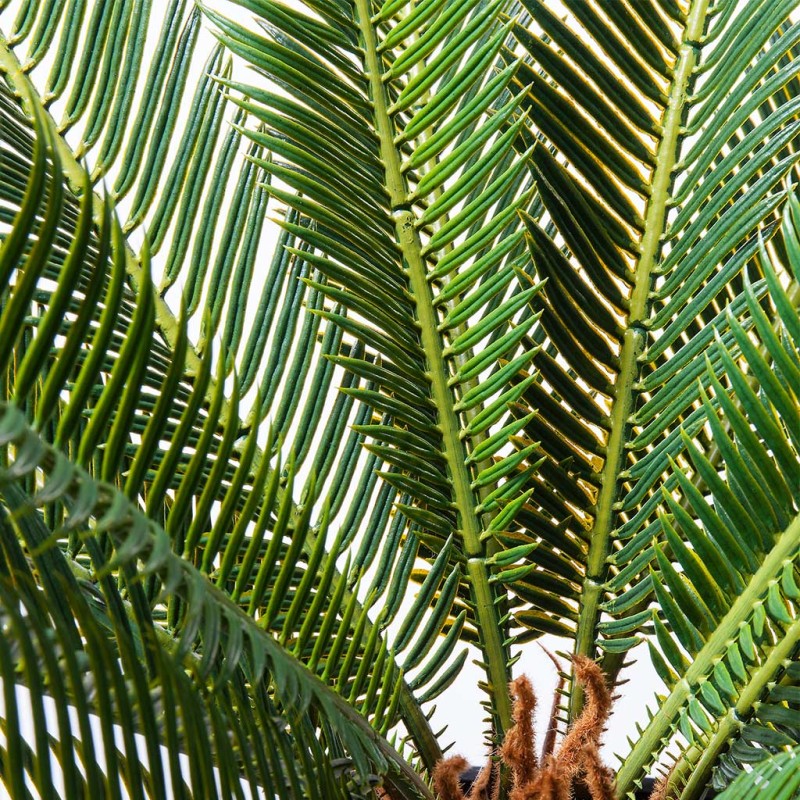 Kare Deco Plant Cycas Tree 78cm Ref 61200